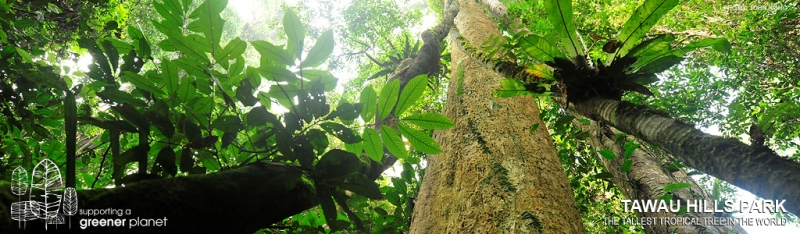 TAWAU HILLS NATIONAL PARK - Sabah Travel Guide - Ultimate travel guide ...