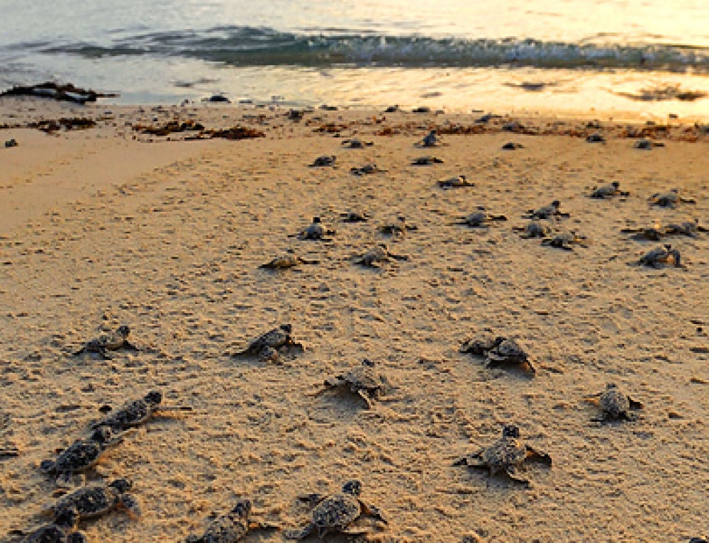 Tabin Wildlife Reserve TABIN WILDLIFE RESERVE